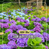 김해 장유 수국동산 6월만 무료 개방 경남 숨은 수국 명소 네이버 블로그